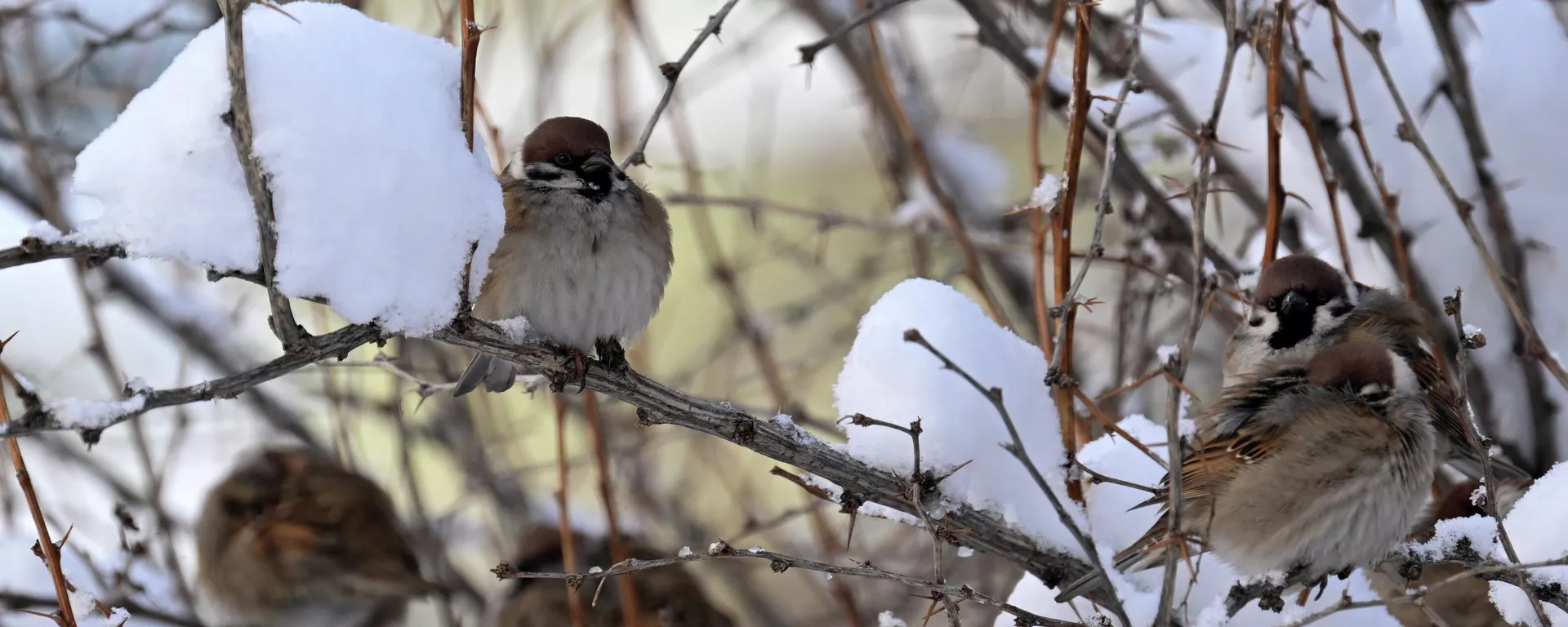 18-январга карата аба ырайы - 17.01.2026, Sputnik Кыргызстан